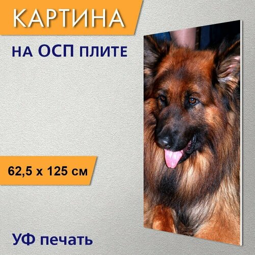 Вертикальная картина на ОСП "Собака, пушистая, коричневая" 62x125 см. для интерьериа
