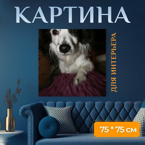 Картина на холсте "Собака, сладкий, лентяй" на подрамнике 75х75 см. для интерьера
