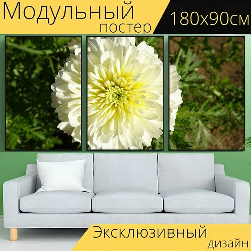 Модульный постер "Цветок, хризантема, белый" 180 x 90 см. для интерьера