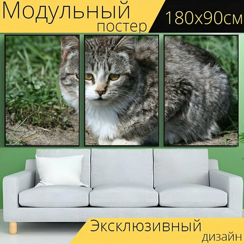 Модульный постер "Китти, кошка, кошачий" 180 x 90 см. для интерьера