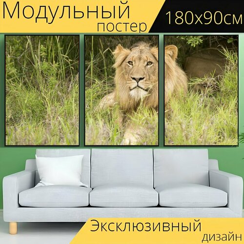 Модульный постер "Лев, африка, хищник" 180 x 90 см. для интерьера
