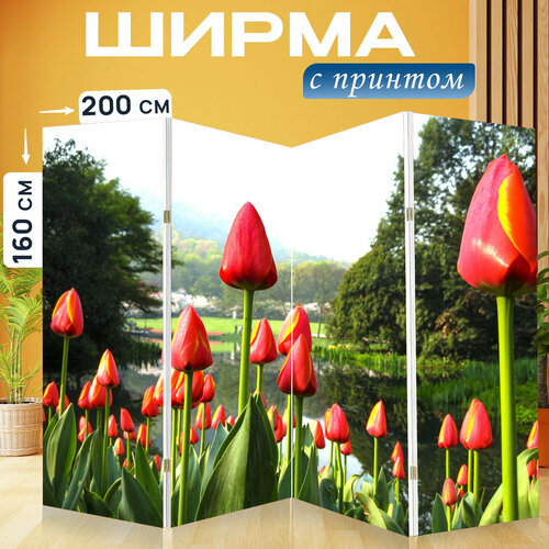 Ширма перегородка с принтом "Тюльпан, цветущие цветы, бутон цветка цветок" на холсте - 200x160 см. для зонирования, раскладная