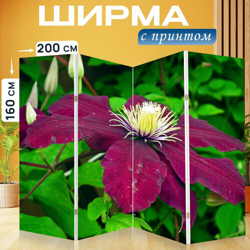 Ширма перегородка с принтом "Клематис, цветок, сад" на холсте - 200x160 см. для зонирования, раскладная