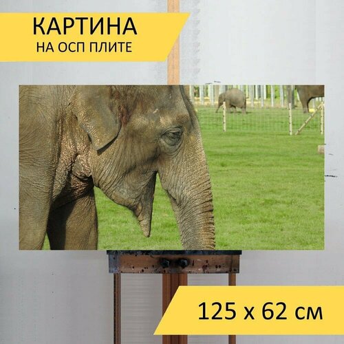 Картина на ОСП 125х62 см. "Слон, млекопитающее, животное" горизонтальная, для интерьера, с креплениями