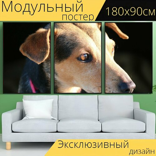 Модульный постер "Собака, друг, гибридный" 180 x 90 см. для интерьера