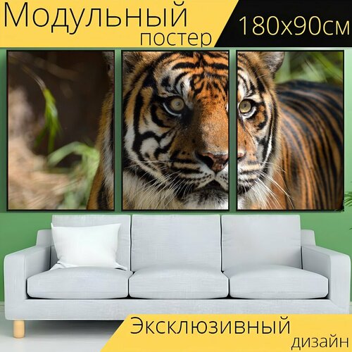 Модульный постер "Суматранский тигр, дикая природа, кошка" 180 x 90 см. для интерьера