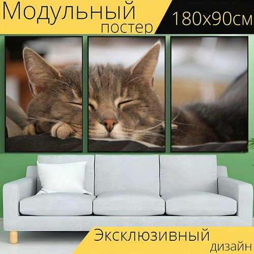 Модульный постер "Кошка, спать, животные" 180 x 90 см. для интерьера