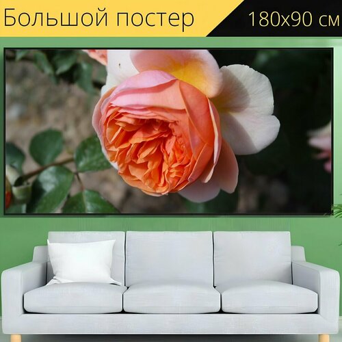 Большой постер "Сад, роза, чайная роза" 180 x 90 см. для интерьера
