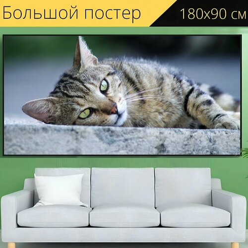 Большой постер "Кошка, кот, европейская кошка" 180 x 90 см. для интерьера