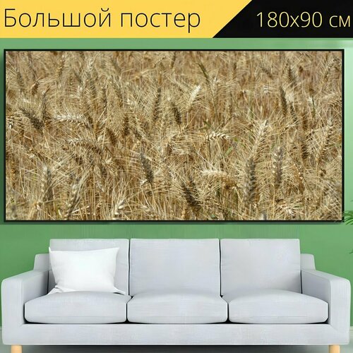 Большой постер "Пшеница, поля пшеницы, сельское хозяйство" 180 x 90 см. для интерьера
