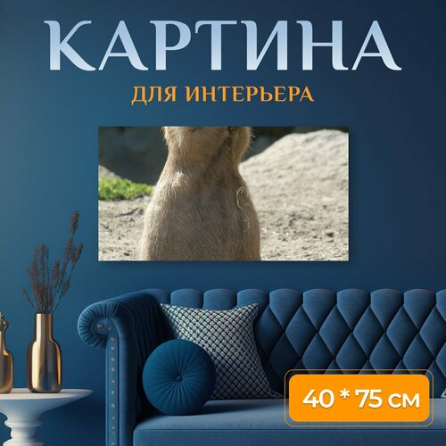 Картина на холсте "Луговая собачка, зоопарк, счастливая деревня" на подрамнике 75х40 см. для интерьера