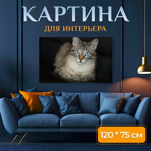 Картина на холсте "Кошка, голубые глаза, котенок" на подрамнике 120х75 см. для интерьера