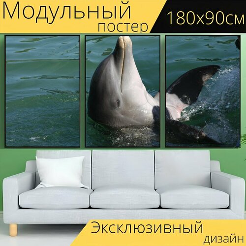 Модульный постер "Дельфин, морской жизни, природа" 180 x 90 см. для интерьера