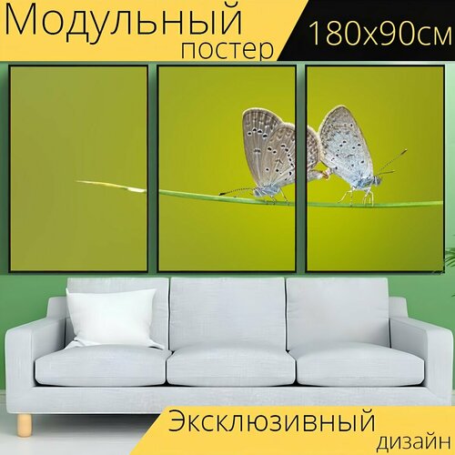 Модульный постер "Бабочки, насекомые, пара" 180 x 90 см. для интерьера