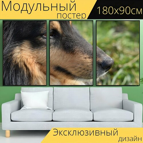 Модульный постер "Собака, морда собаки, черный трюфель" 180 x 90 см. для интерьера