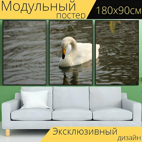 Модульный постер "Птица, водоплавающая птица, лебедь" 180 x 90 см. для интерьера