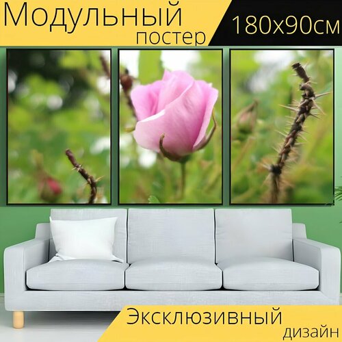 Модульный постер "Роза, цветы, блум" 180 x 90 см. для интерьера