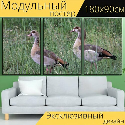 Модульный постер "Нильский гусь, уганда, жизнь птиц" 180 x 90 см. для интерьера
