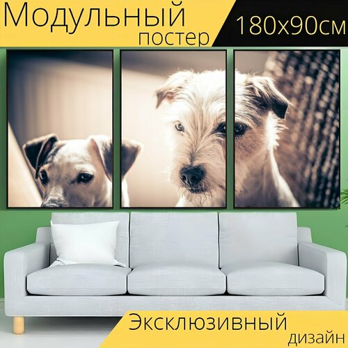 Модульный постер "Собаки, домашние животные, джек рассел терьер" 180 x 90 см. для интерьера