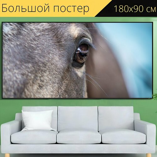 Большой постер "Лошадь, голова, глаз" 180 x 90 см. для интерьера