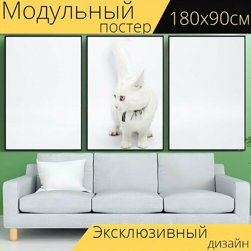Модульный постер "Милый, животное, кошка" 180 x 90 см. для интерьера