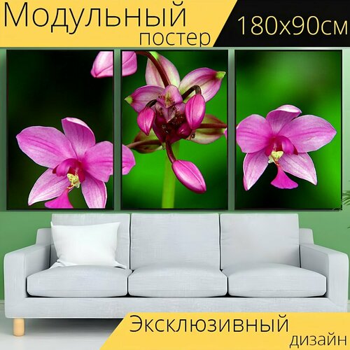 Модульный постер "Орхидея, орхидея фиолетовый, красивые цветы" 180 x 90 см. для интерьера