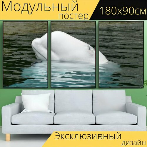 Модульный постер "Белуха, морские млекопитающие, животное" 180 x 90 см. для интерьера