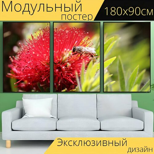 Модульный постер "Пчела, опыление, каллистемон" 180 x 90 см. для интерьера