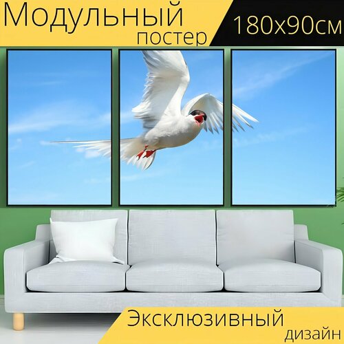 Модульный постер "Полярная крачка, птица, летающий" 180 x 90 см. для интерьера