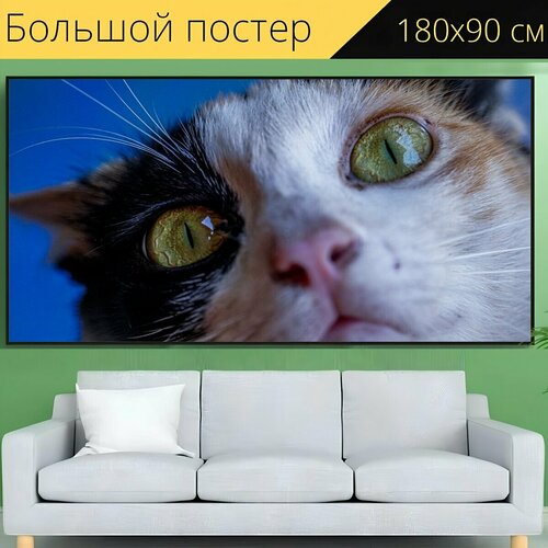 Большой постер "Кошка, котенок, домашний питомец" 180 x 90 см. для интерьера