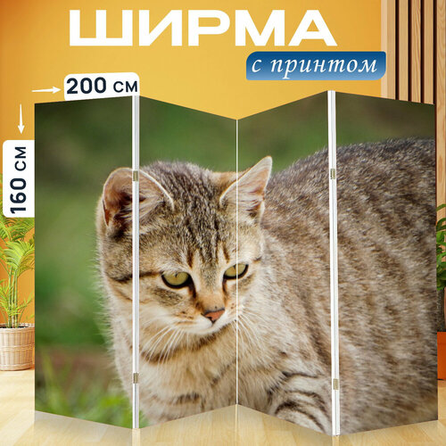 Ширма перегородка с принтом "Кошка, полосатый, домашний питомец" на холсте - 200x160 см. для зонирования, раскладная
