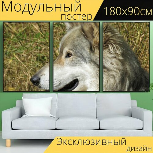 Модульный постер "Волк собака, волк, собака" 180 x 90 см. для интерьера