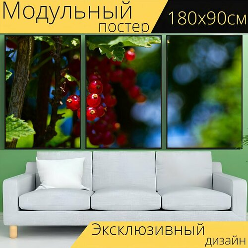 Модульный постер "Смородиной, фрукты, красные фрукты" 180 x 90 см. для интерьера