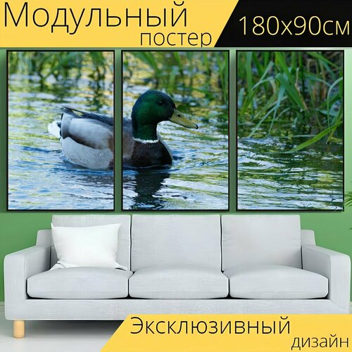 Модульный постер "Кряква, ручей, вода" 180 x 90 см. для интерьера