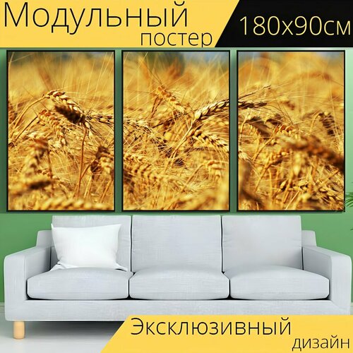 Модульный постер "Зерно, ячмень, зерновой" 180 x 90 см. для интерьера