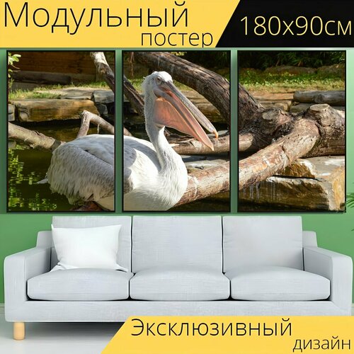 Модульный постер "Пеликан, животное, птица" 180 x 90 см. для интерьера