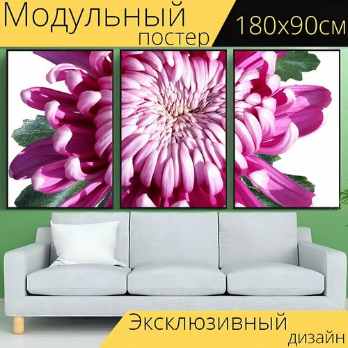 Модульный постер "Хризантема, розовый, цветок" 180 x 90 см. для интерьера