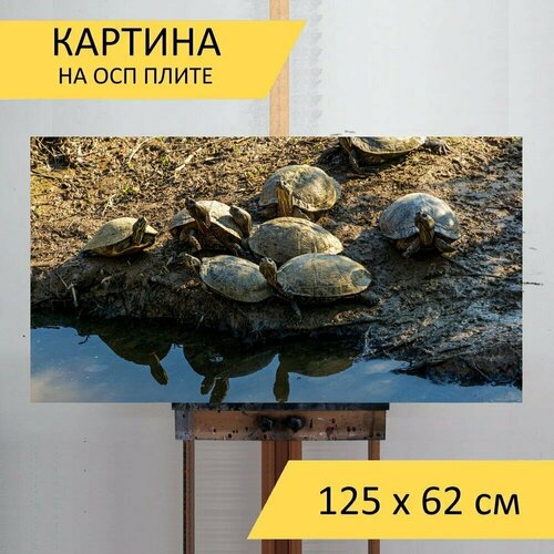 Картина на ОСП 125х62 см. "Черепахи грязи, водных черепах, греть черепашек" горизонтальная, для интерьера, с креплениями