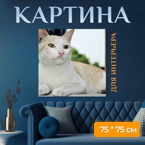 Картина на холсте "Кошка, животное, пэт" на подрамнике 75х75 см. для интерьера