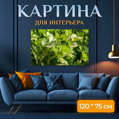 Картина на холсте "Сельдерей, овощ, сельское хозяйство" на подрамнике 120х75 см. для интерьера