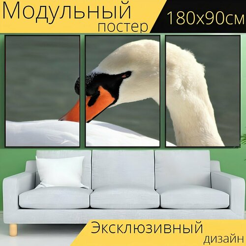 Модульный постер "Белый лебедь, птица, чистка оперения" 180 x 90 см. для интерьера