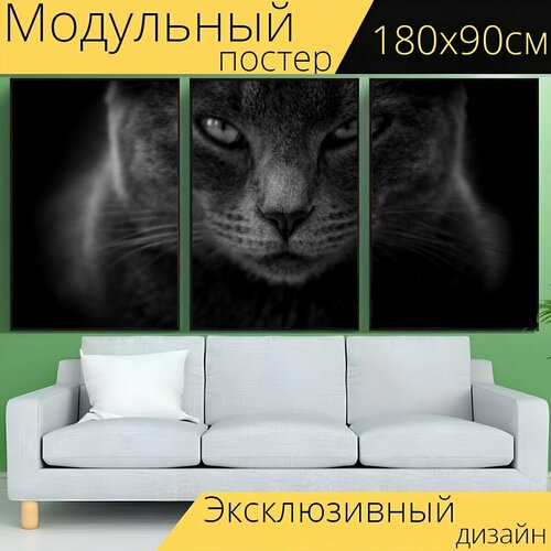 Модульный постер "Кошка, капризный, сердитый" 180 x 90 см. для интерьера