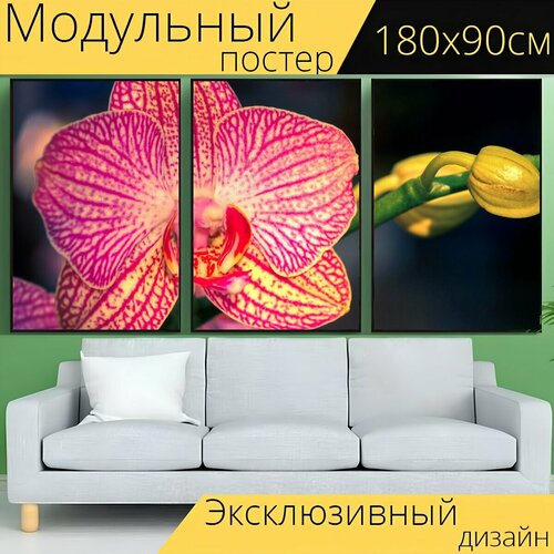 Модульный постер "Цветок, орхидея, экзотика" 180 x 90 см. для интерьера