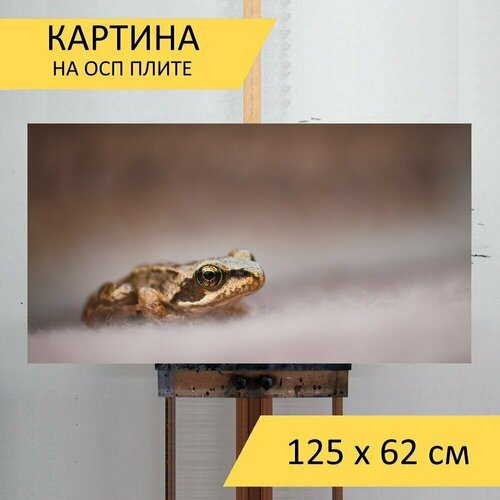 Картина на ОСП 125х62 см. "Лягушка, жаба, небольшой" горизонтальная, для интерьера, с креплениями