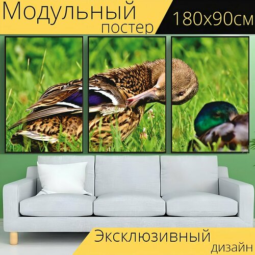 Модульный постер "Кряква, утка, водоплавающая птица" 180 x 90 см. для интерьера