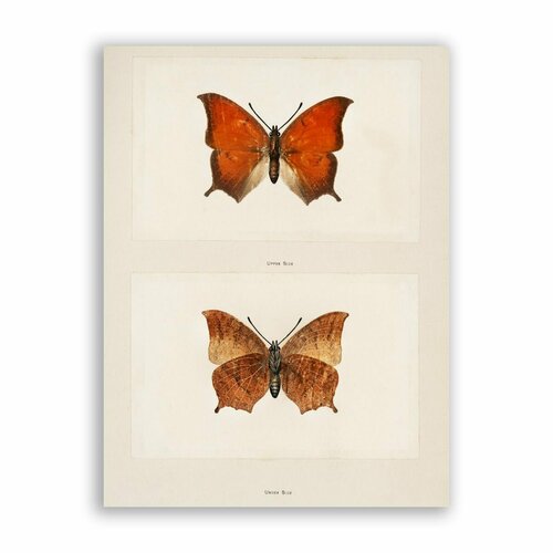 Картина на холсте, репродукция / Гравюры бабочек / Размер 40 x 53 см