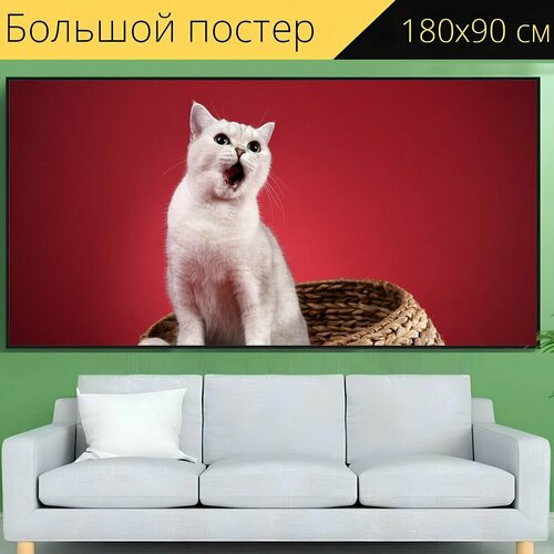 Большой постер "Домашние животные, кошка, британский шорт" 180 x 90 см. для интерьера