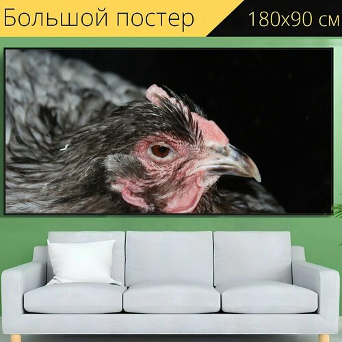 Большой постер "Курица, домашняя птица, со свободным выгулом" 180 x 90 см. для интерьера