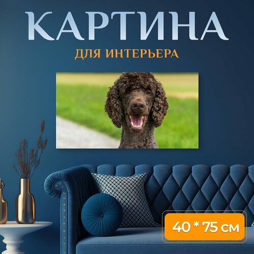 Картина на холсте "Собака, пудель, королевский пудель" на подрамнике 75х40 см. для интерьера