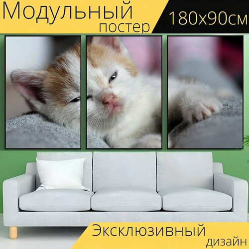 Модульный постер "Котенок, кот, молодой кот" 180 x 90 см. для интерьера